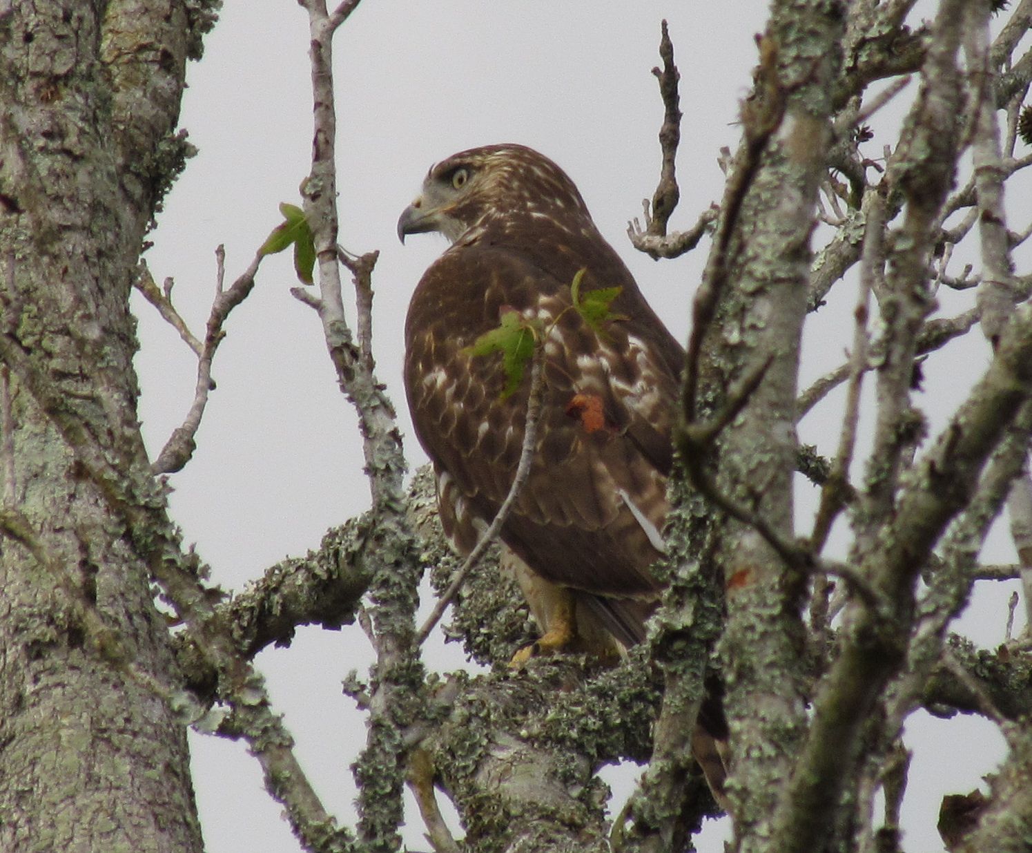 Tim's Backyard: Bird Migration Cranking Up!
