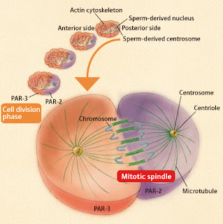 Beta Blog: The principles of cellular movement