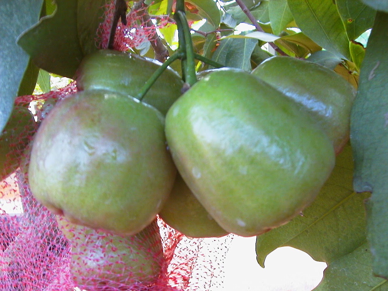 Bibit Tanaman Unggul