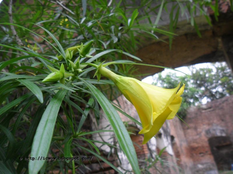 Kolke Ful(কলকে ফুল) - Thevetia peruviana