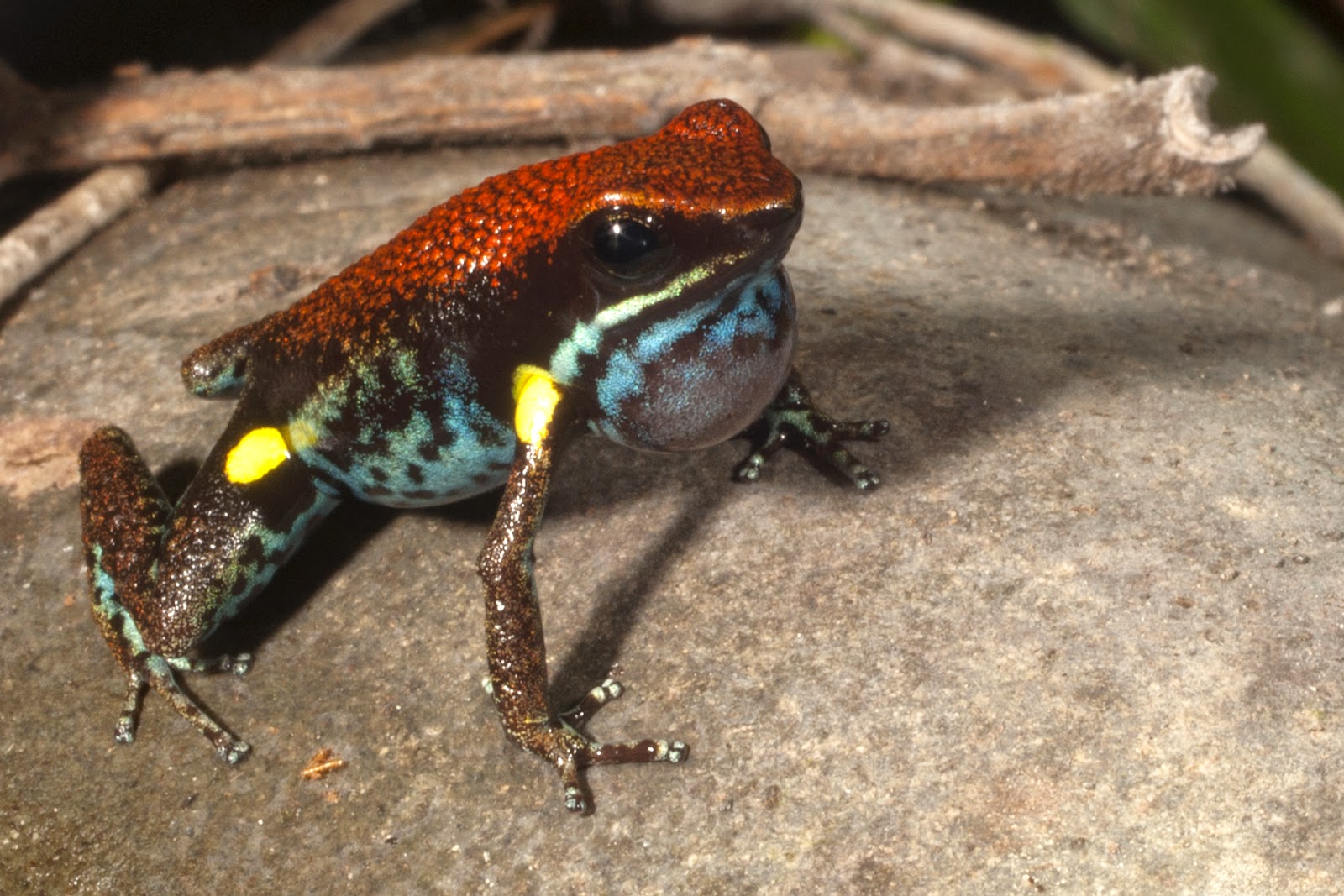 Blog Anfibios Ecuador: Las ranas venenosas evolucionaron para cantar ...