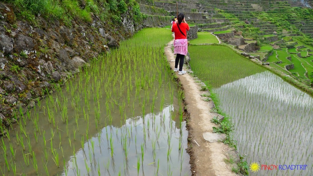 Pinoy Roadtrip: BANAUE: My Trek to the Batad Rice Terraces with Kids