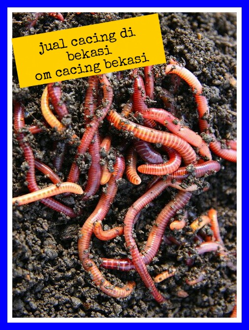 cacing tanah cacing merah cacing susu cacing kalung cacing tiger cacing ...