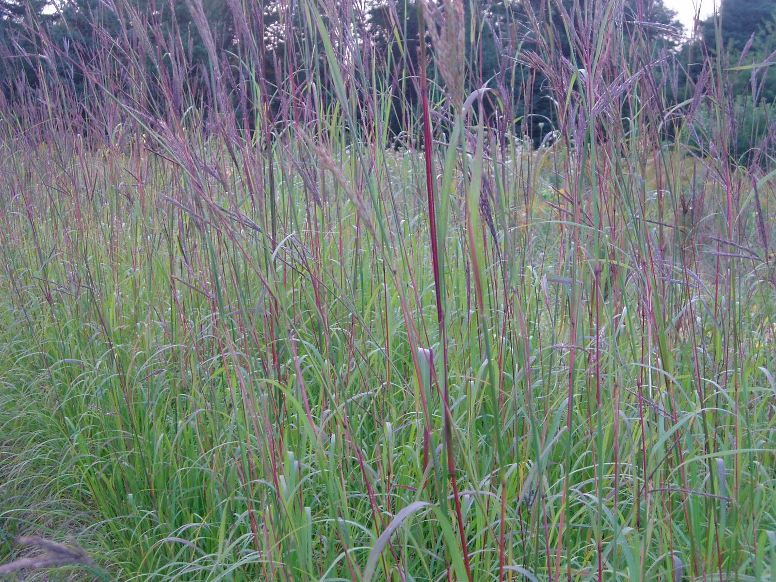 Lovegrass Farm: Andropogon gerardii (Big Bluestem) Ornamental Grass at ...