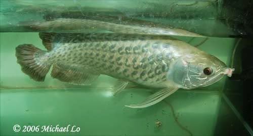 The rainforests of Borneo & Southeast Asia: Wild green arowana ...