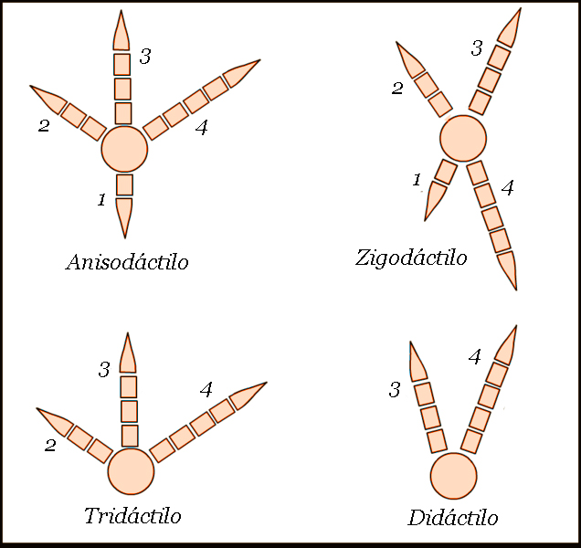 Aves Bonaerenses: Anatomía de un ave