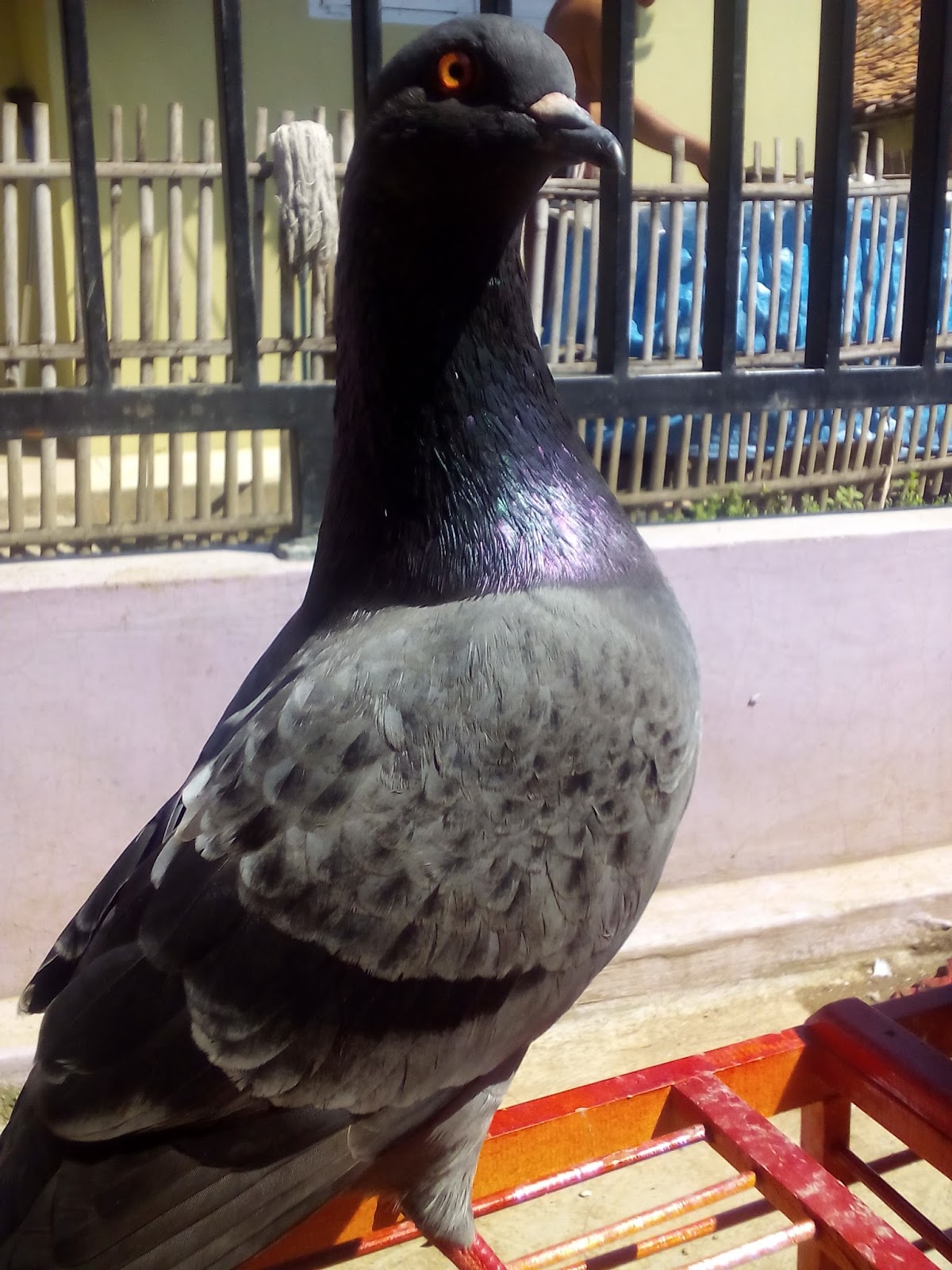 Cara memilih Merpati Yang Tangguh Dan Siap Tempur