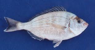 Blog de Ramón Gutiérrez:: Pescados.