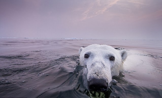 Calvin's Canadian Cave of Coolness: Kingdom Of The Ice Bear