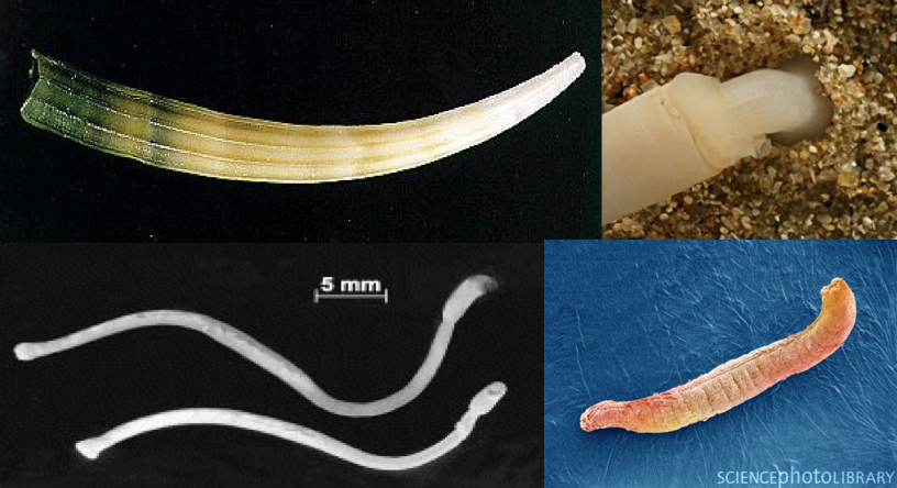 ONU Invertebrate Zoology: LecturePhylum Mollusca (Scaphopoda and ...