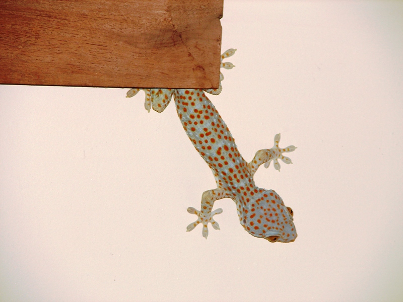 OUR PHILIPPINE TREES: The Elusive Tuko in the Limelight