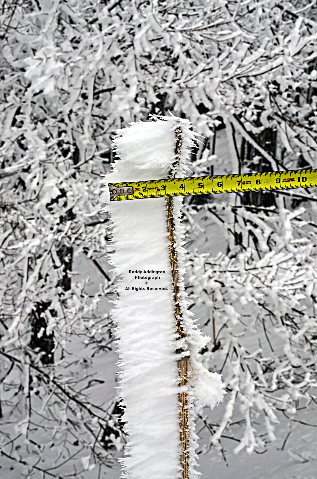The High Knob Landform: March 2013 - High Knob Massif RIME Forest