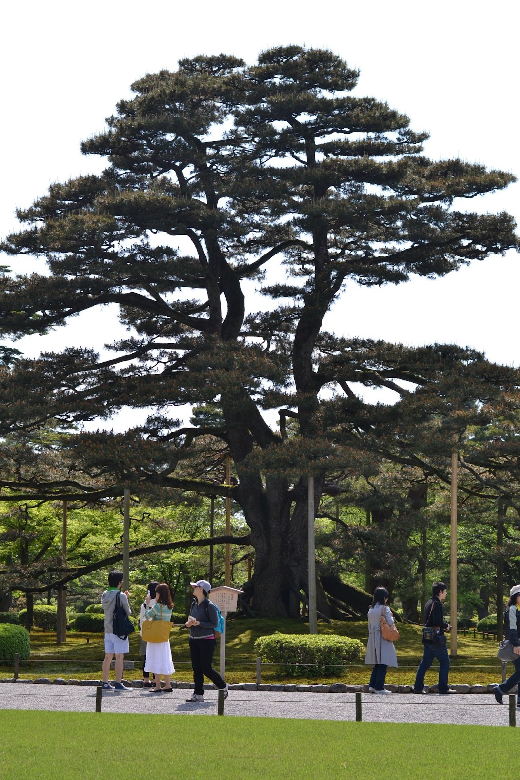 Victoria In Japan Land: Giant Matsu Tree: Kenrouken Gardens
