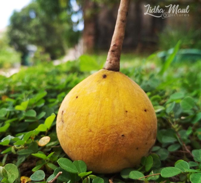 CARA MEMBUKA BUAH KECAPI YANG UNIK