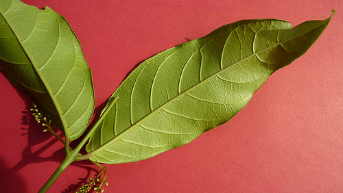 Mofumbo - Combretum leprosum