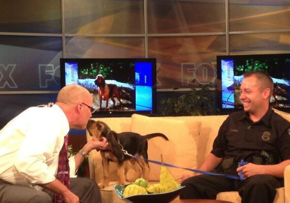 Tampa Police Dog with a Blog: Blu's TV Debut on Fox 13's Good Day Tampa Bay