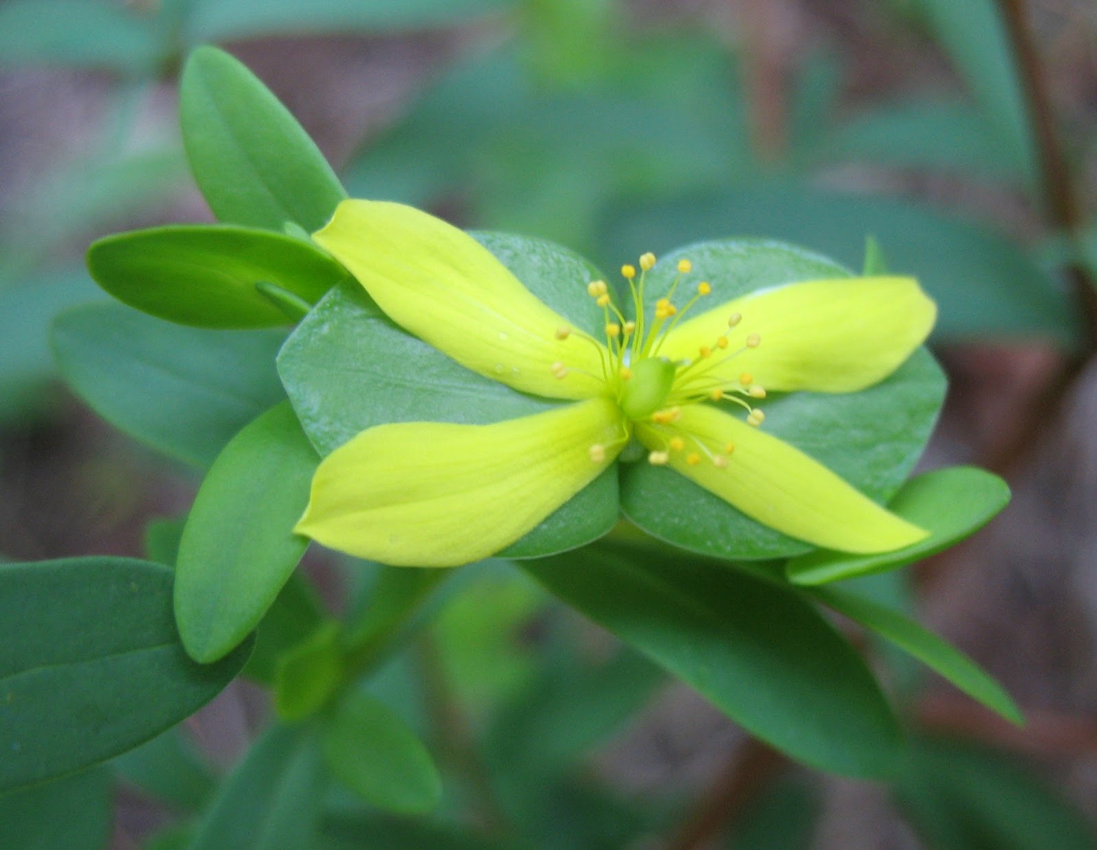 Using Georgia Native Plants: Happy Hypericums