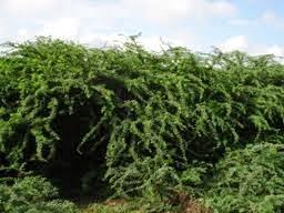 தமிழக விவசாயம், விவசாய தொழில்நுட்பம்: மண்ணின் வில்லன்- வேலிகாத்தான் மரங்கள்