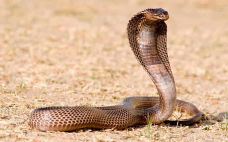 Philippine Cobra