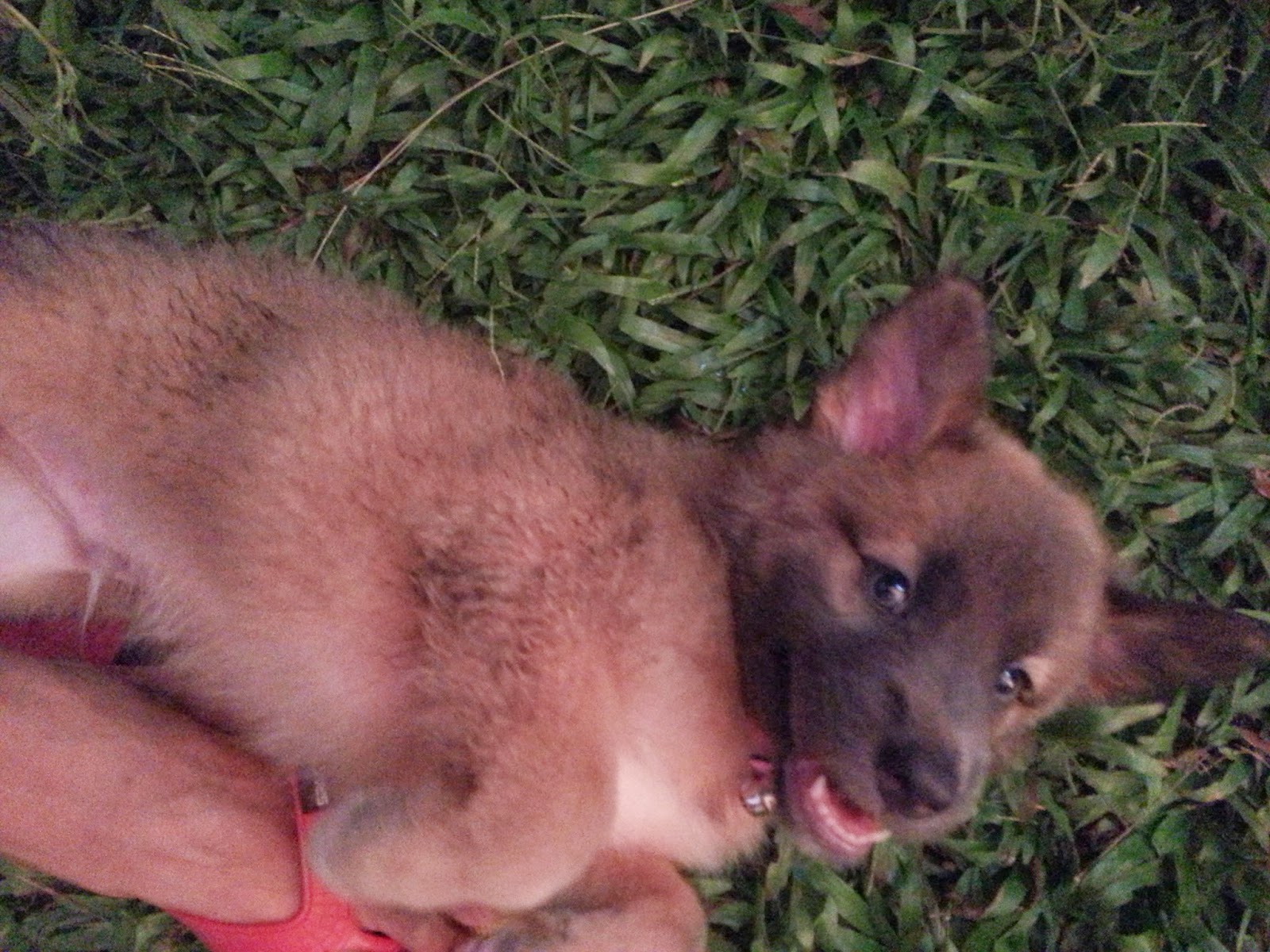 Anak anjing yang comel | VANDER GOOD