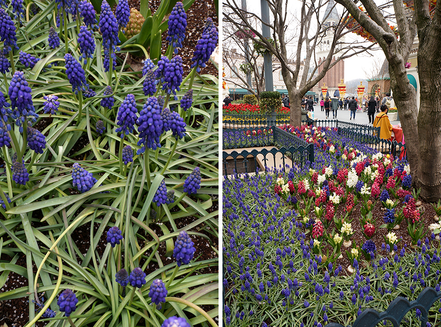 everland part 1: tulip festival. - Theheyheyhey