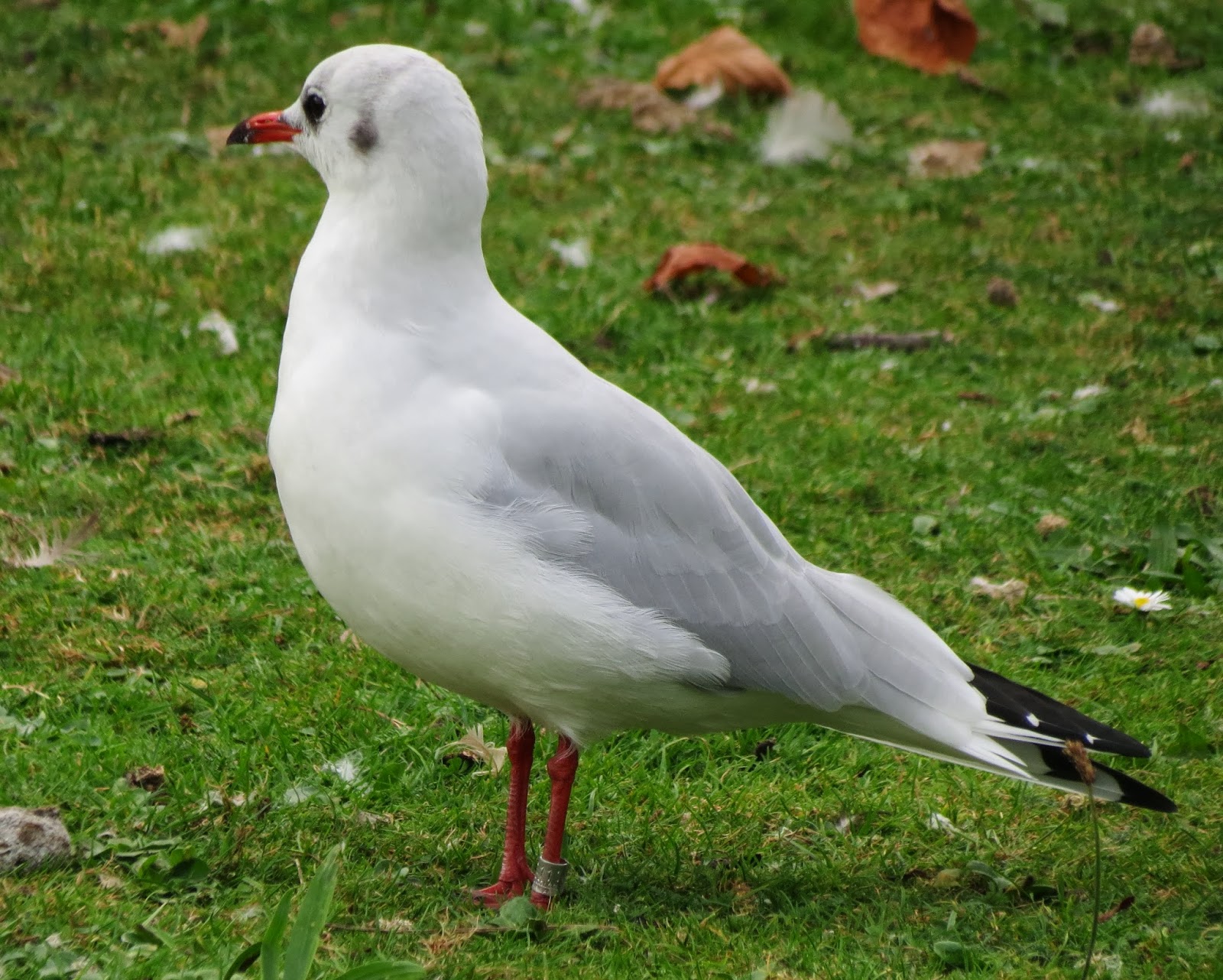 BIRDING AMERSHAM: A Finnish-ringed BLACK-HEADED GULL in Lowndes Park
