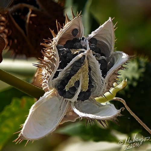 BIODIVERSIDAD COSTA GRANADINA Y...: Estramonio, berenjena del diablo ...