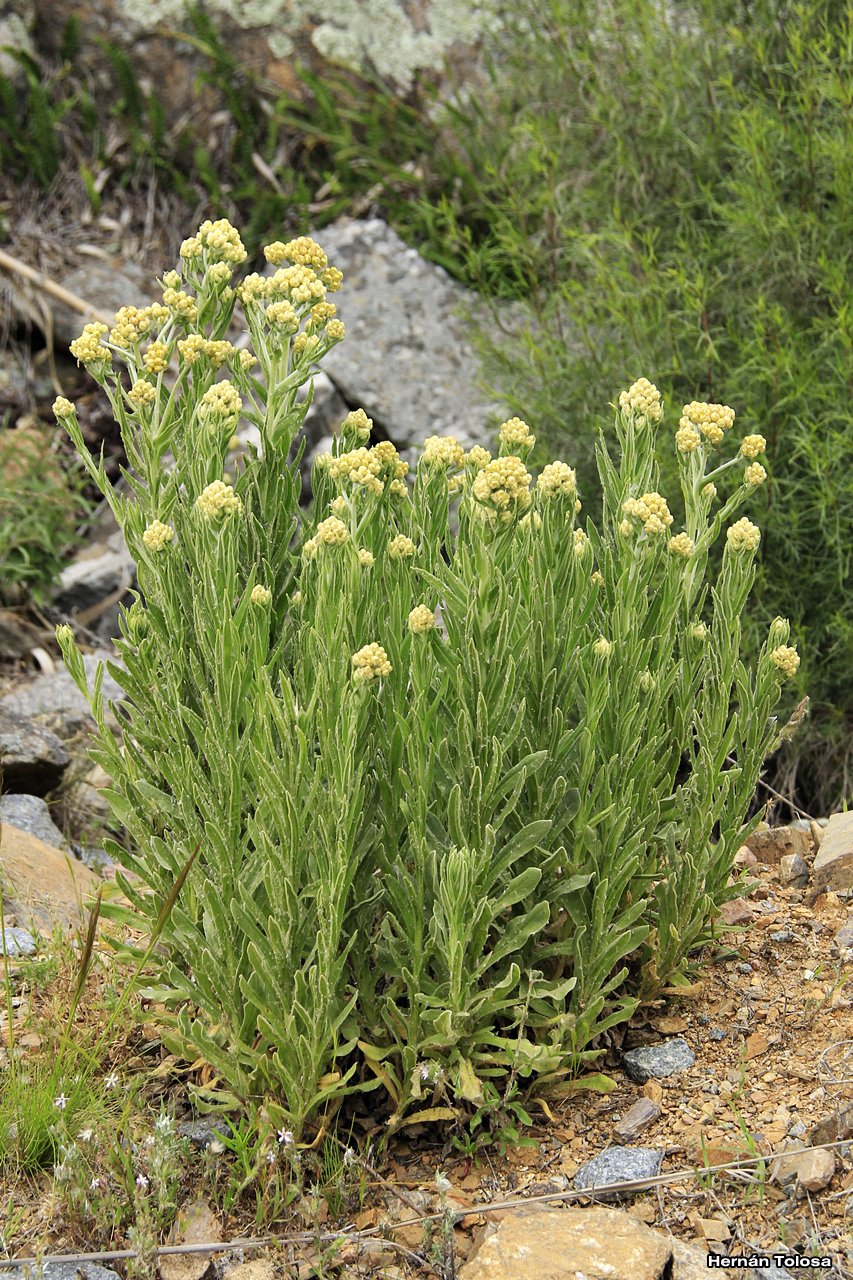 Flora Bonaerense: Huira-huira (Pseudognaphalium cheiranthifolium)