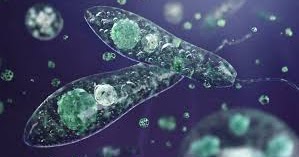 Materi Pelajaran SMA: Protista Lengkap : Pengertian, Ciri-ciri ...