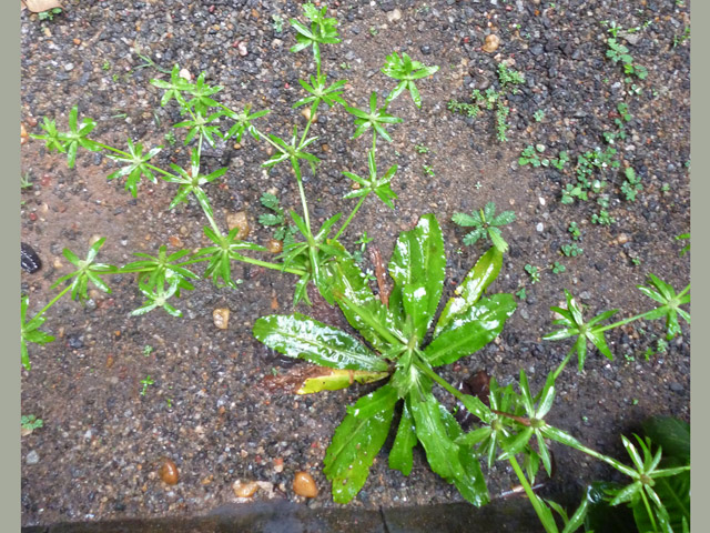 Mexican Coriander or Spirit Weed - Andu Kola | SL Flora