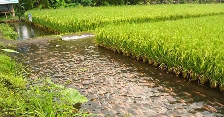 Bertanam padi untung dengan metode Mina padi - Rumah Petani