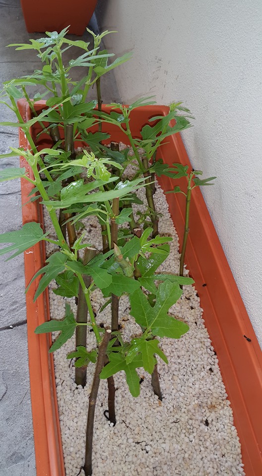 kaedah dan Cara tanam pokok tin secara keratan atau cutting | Tanaman ...