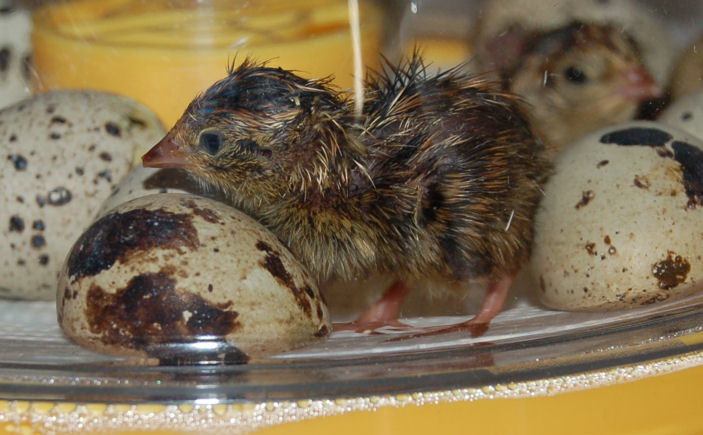 Bally Poultry: Quail chicks hatching!