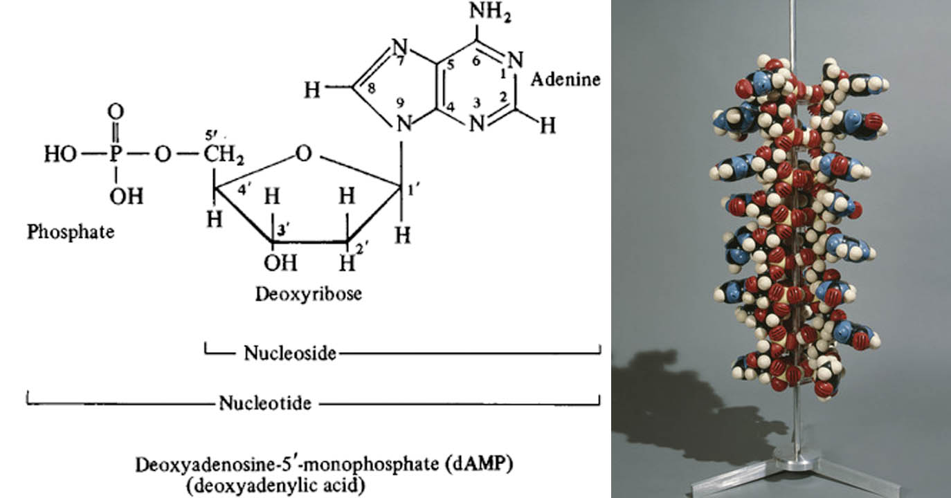 As Many Exceptions As Rules: DNA is As Easy As A, B, Z