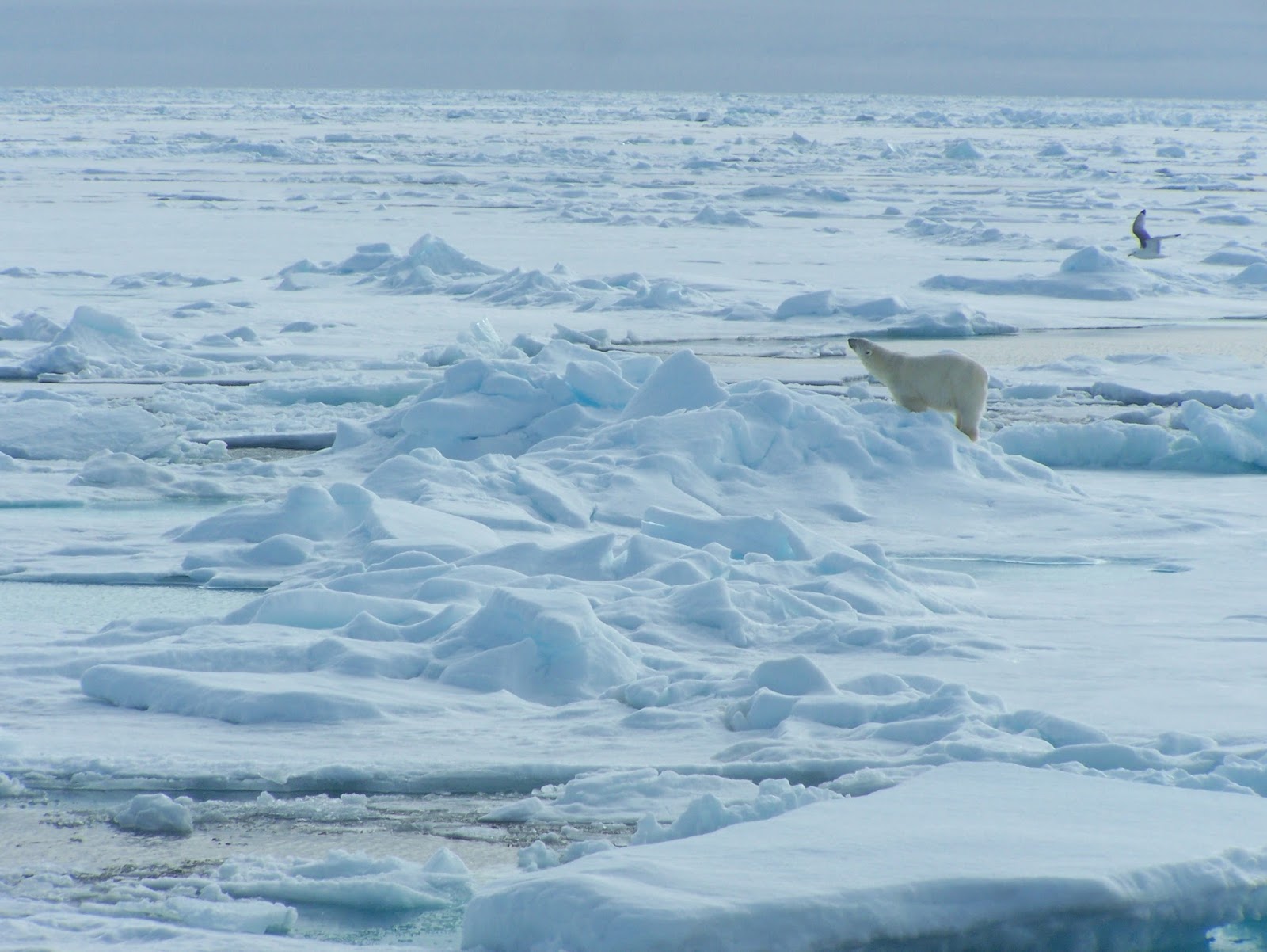 Poolgebieden: IJsbeer In Gevaar Door Smeltend IJs