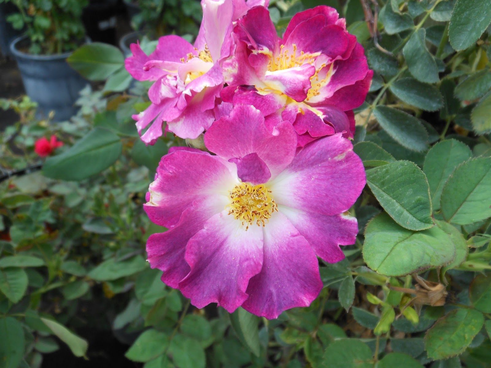 Come and Smell the Roses!