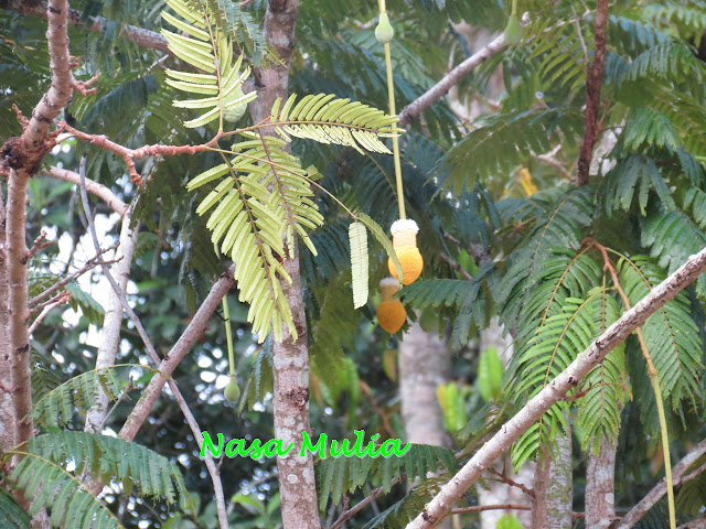 warna warni hidupku..............: Pokok Petai.