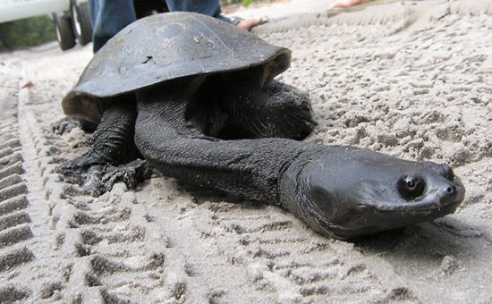Animales Exoticos: 20 animales que deberías conocer