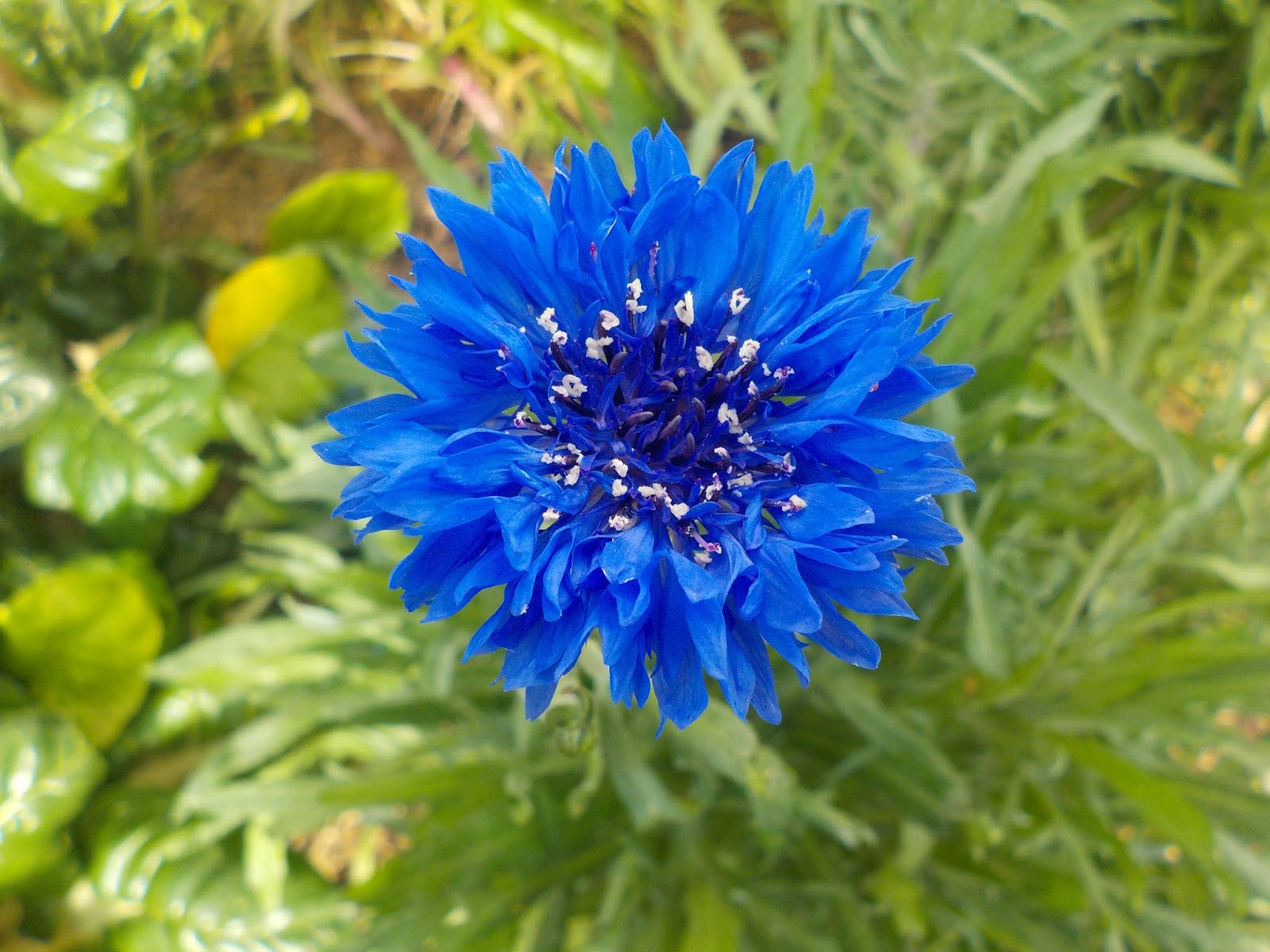 a hopeful nature: Cornflower Blue
