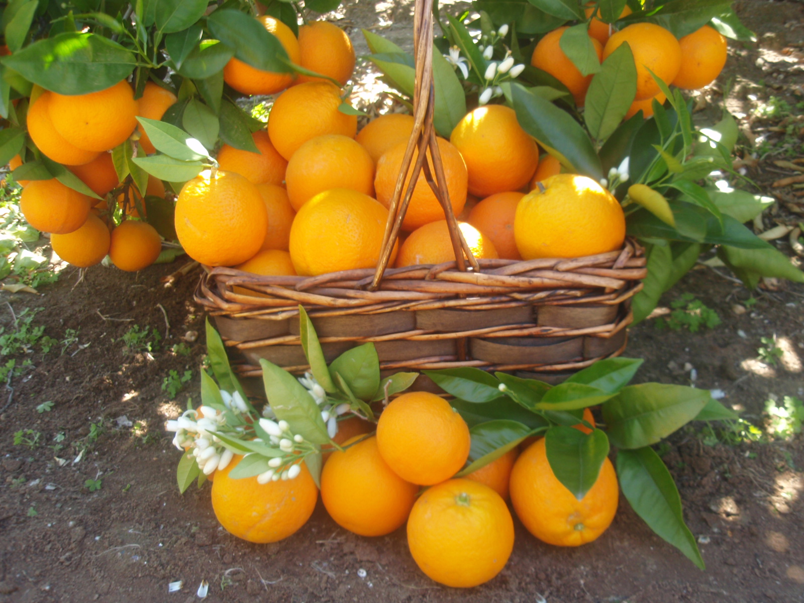 -Sabor de la huerta-: LAS PRIMERAS NARANJAS SON GRATIS