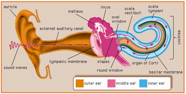 Mekanisme Sensoris dan Motoris Indra Pendengaran