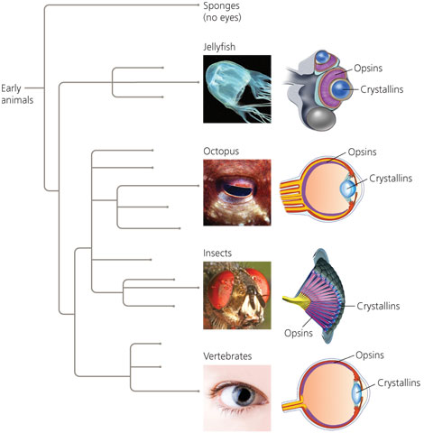 PSICOLMASCOT: Un nuevo estudio arroja luz sobre cómo y cuándo ...