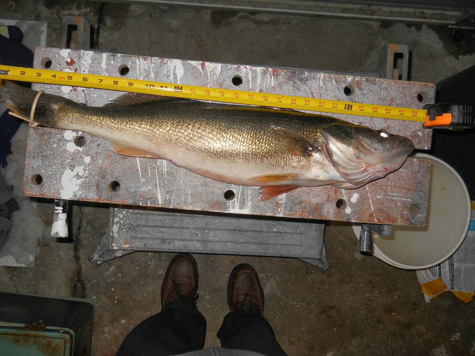 Downriver Outdoors: 35 incher in the Walleye Capital of the World, For Now
