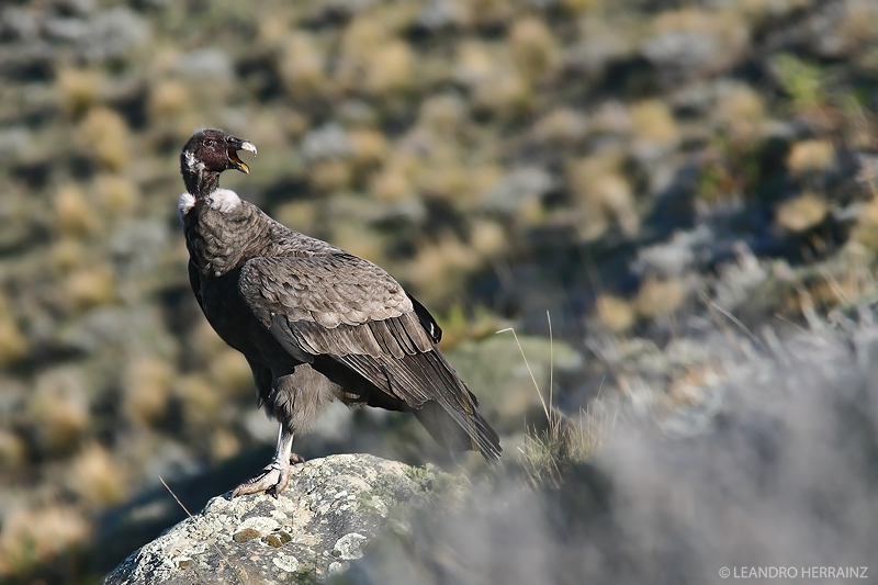 Ushuaia: Condor andino (Vultur gryphus)