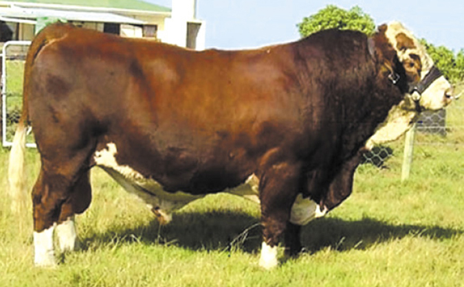 Sapi Simental ~ Bajuri Farm