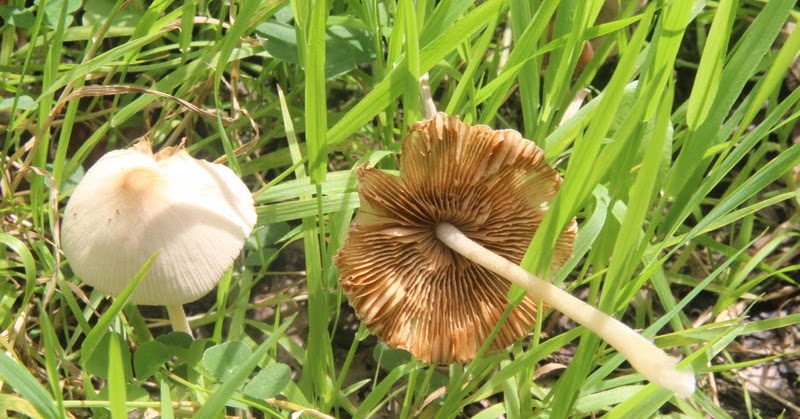 Guía de Setas y Hongos de Navarra.: Conocybe apala (Fr.) Arnolds