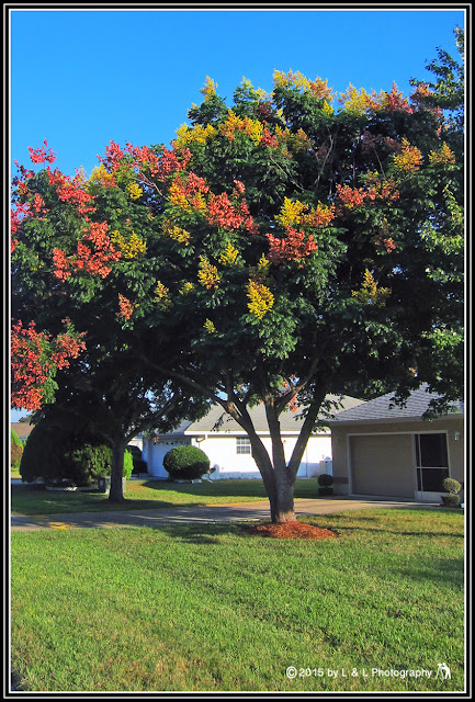 Ocala, Central Florida & Beyond: Fall Colors in Ocala