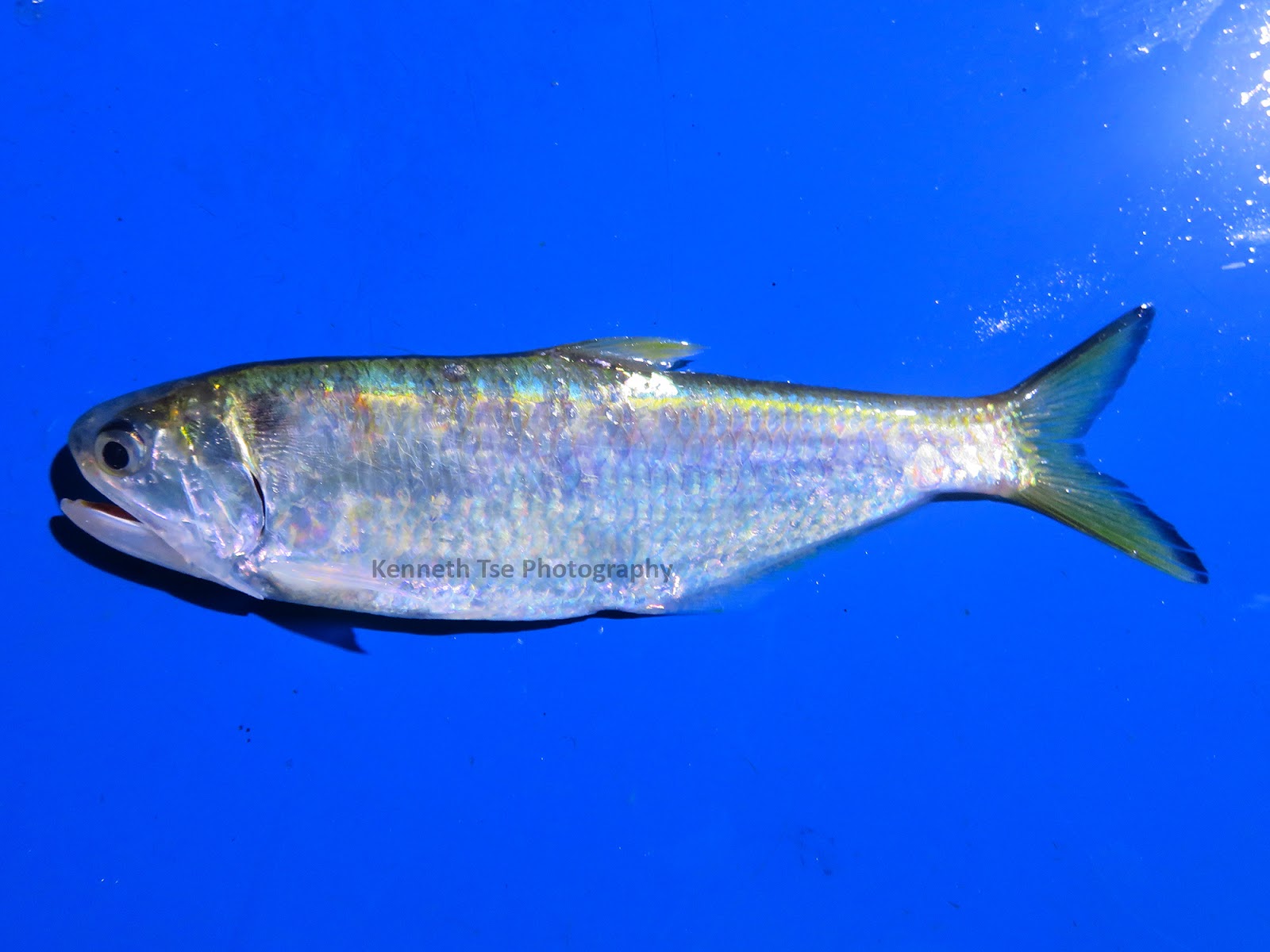 MuskieBait Adventures: Lifelist