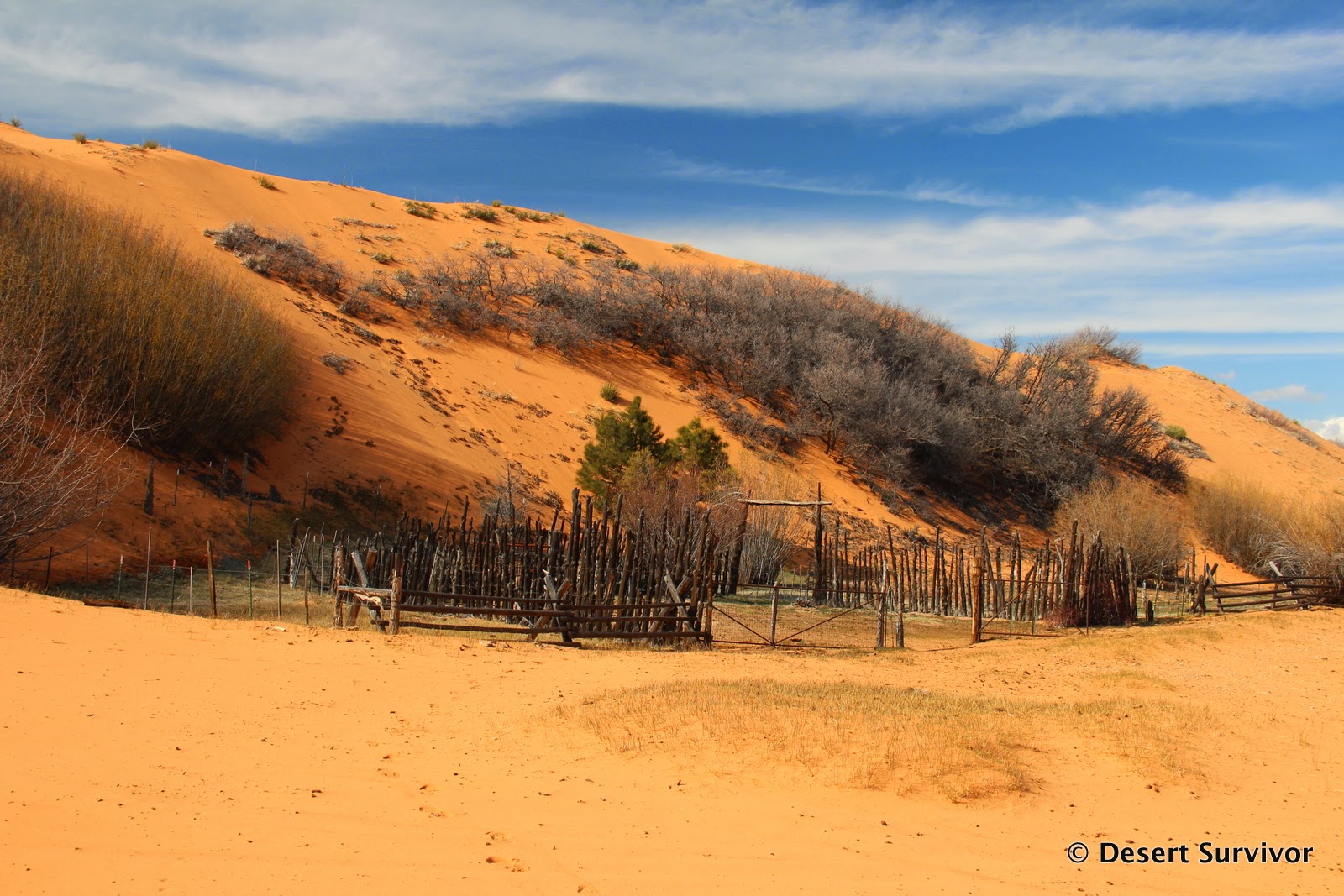 Desert Survivor: Sand Springs, near Kanab, Utah
