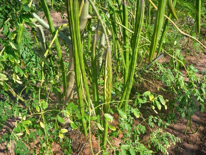 MORINGA: Growing Moringa Oleifera in Australia from Seeds. - Moringa ...